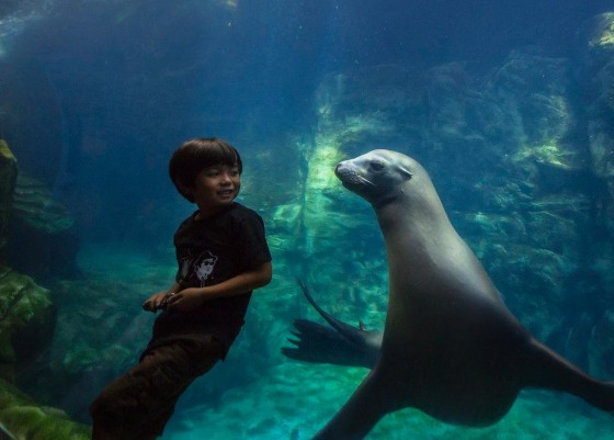 Sea lion and 5-year-old form friendship through aquarium glass