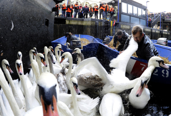 Swans migrate via boat ride in Hamburg