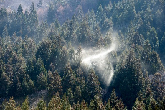 Visualizing hay fever