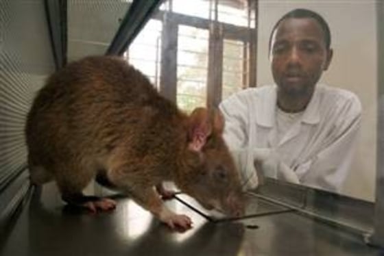 Dog-sized rats sniff out TB in patients