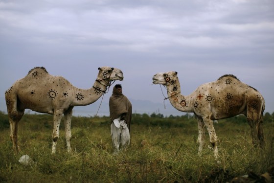 Camel beauty contest