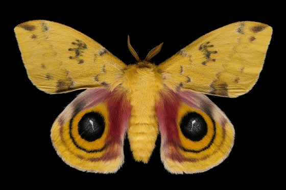Moth exhibit coming to the American Museum of Natural History