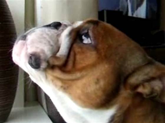 Singing bulldog howls along to Pavarotti