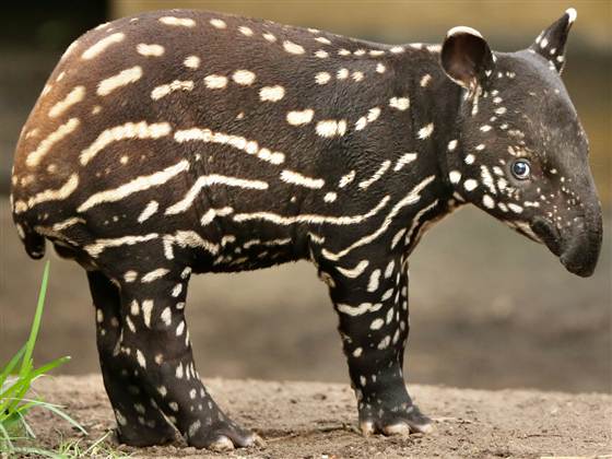 Check out a tiny tapir and more of the week's best animal photos