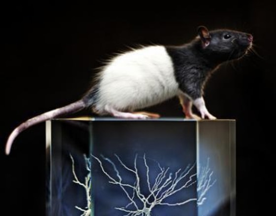 Sense of place found in rat's brain