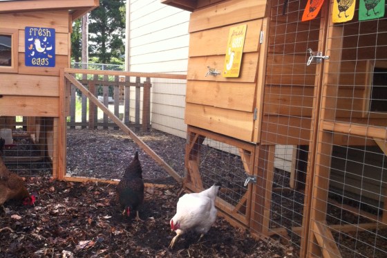 No plucking joke: Luxury chicken hotel even offers turndown service