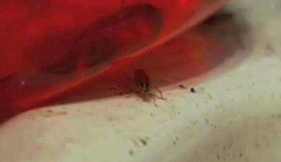 Exterminators find 'probably millions' of roaches in 'Hoarding' home