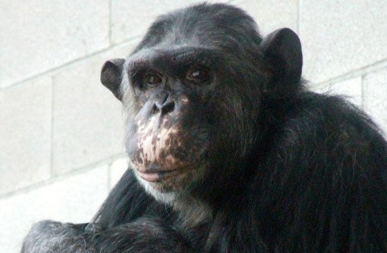 Chimps put passion in their communications