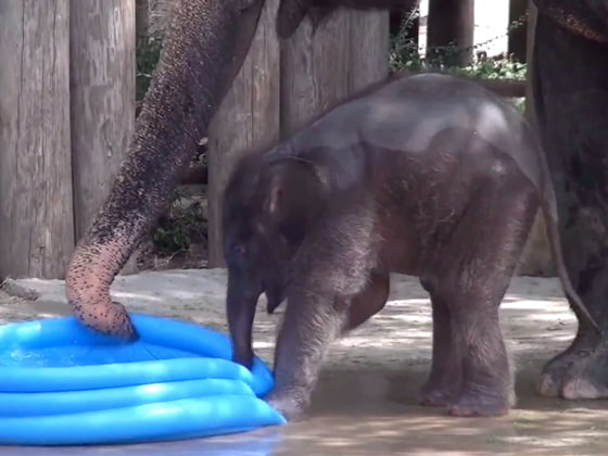 Adorable baby elephant slips and slides in a kiddie pool