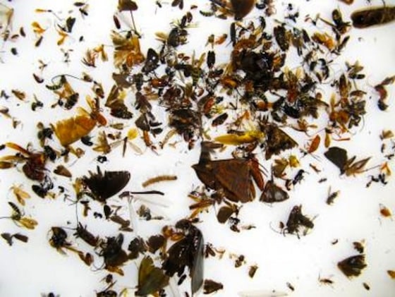 Sequencing DNA from 'insect soup' may aid conservation