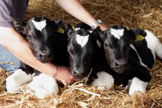 Rare triplet calves born, named after royal baby