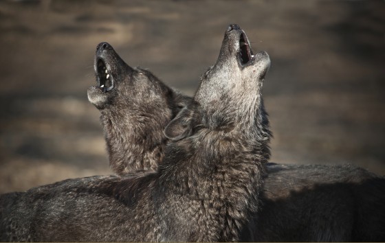 Lonely wolf? Wolves howl when they miss their friends