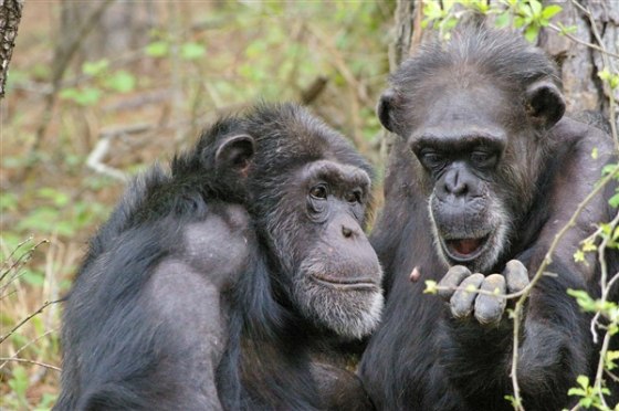 Chimps suffer same heart disease that kills young human athletes
