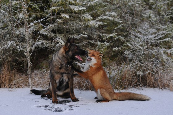 Fox and dog meet in the woods, form adorable friendship