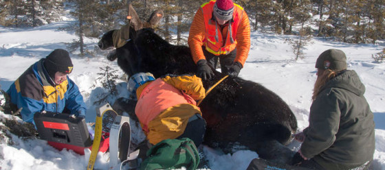 As moose disappear, Minnesota cancels hunting season