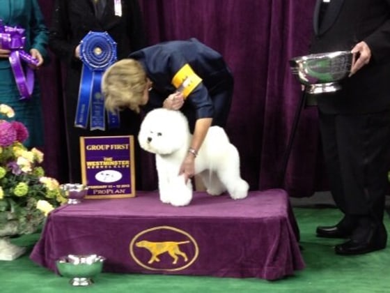 Live-tweeting from the Westminster Kennel Club Dog Show