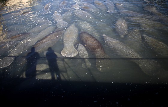 Florida city hopes manatees fill economic void left by retired nuclear ...