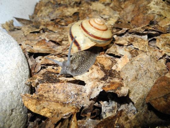 Nothing says love to a snail like being stabbed by 'love dart'
