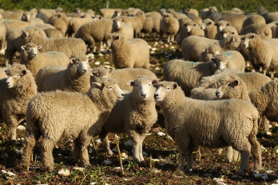 New Zealand cops find hatchback full of shackled sheep