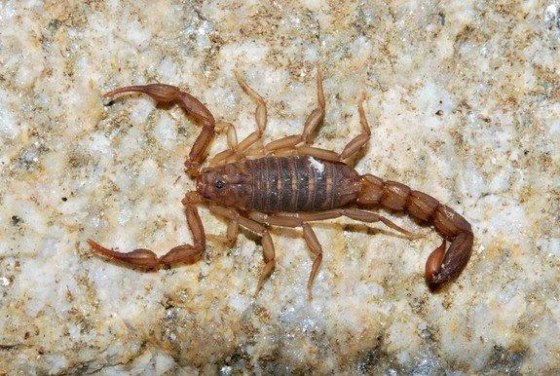 Arizona mountains home to new scorpion species