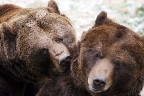 An early-riser bear wakes up two weeks early from his winter hibernation