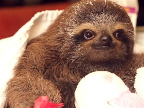 Aww! Adorable baby sloth is melting hearts