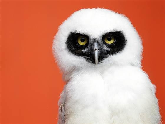 19 most amazing animal photos of the week