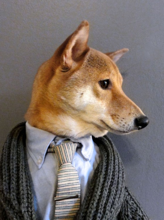 'Menswear Dog' blog turns Shiba Inu into viral style icon