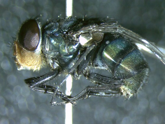 New fly may bug crime scene investigators