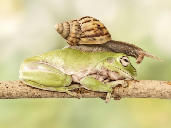 Don't mind me! Snail plays very slow game of leapfrog