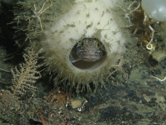 As ice melts, life abounds in Antarctic