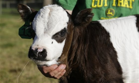 After seven years of tinkering, farmer perfects 'panda cow'