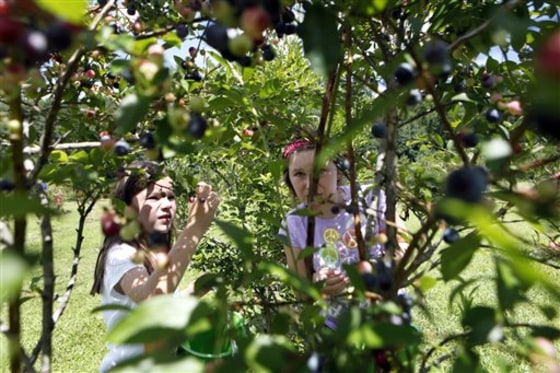 State Fruit