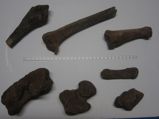 Excavation of old London cemetery turns up ... walrus bones?!