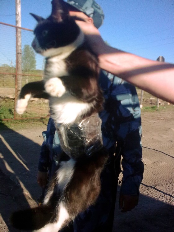 Cat detained on clandestine mission at Russia prison