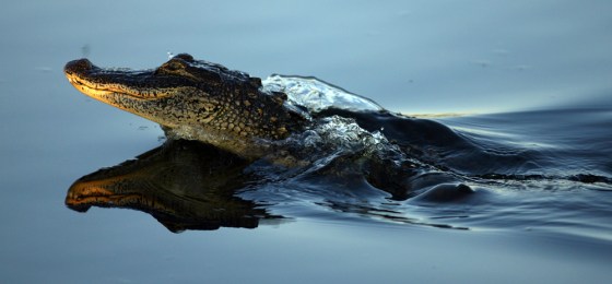 alligator filey