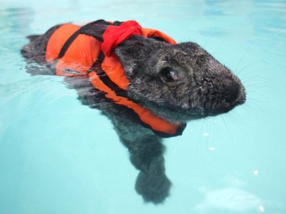 Water rabbit: Heidi heals with hydrotherapy