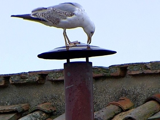Papal Seagull, harbinger of new pope, thrills Internet