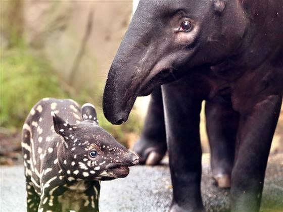 Tender tapirs and more of the week's best animal photos