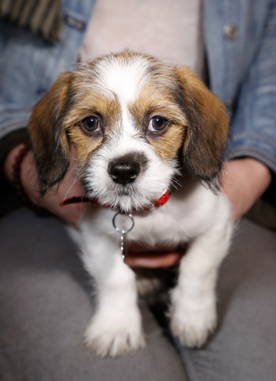 Adopt these 8 adorable dogs!