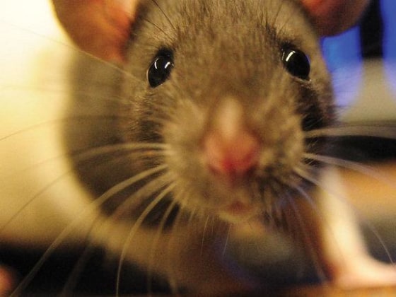 Googly eyes help rats keep watch on the sky