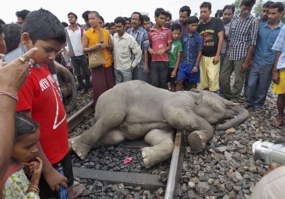 Speeding train kills elephants in India