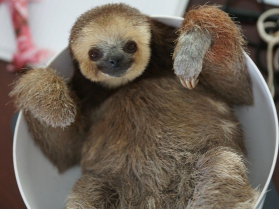 'Slothified!' Activist brings home 200 rescued sloths