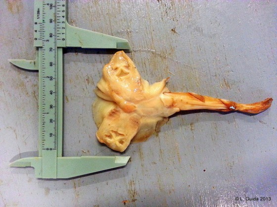 Rare two-headed ray fetus found in Australia