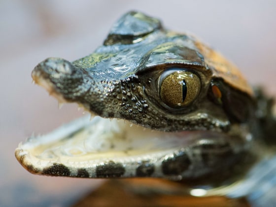 A cute caiman and more of this week's best animal photos