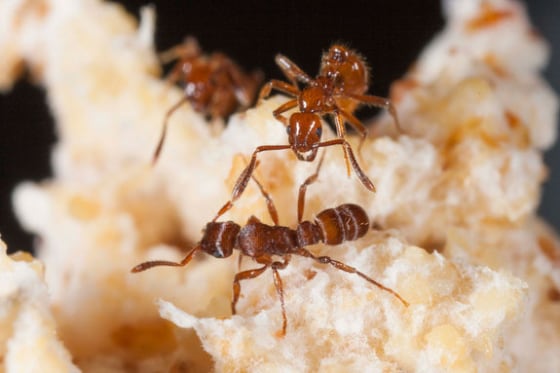 Farmer ants draft parasite ants as mercenaries