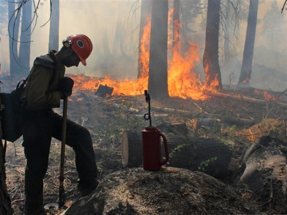 Experimental forests planted to try to lessen toll from wildfires