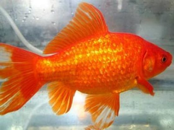 Don't try to fool goldfish: They know their Bach and Stravinsky