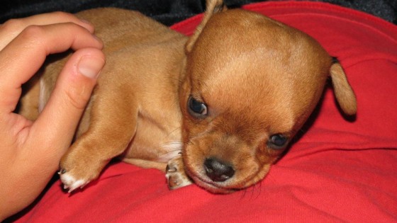 Tiny dog, big mission: Comforting kids who share his brain condition