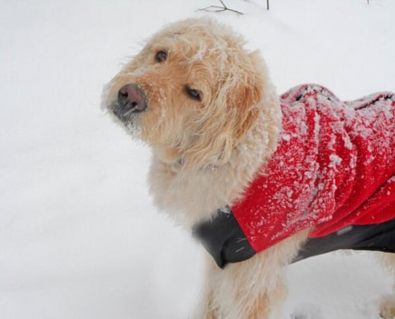 Chilly dogs and more pics of free(ze)-spirited pets in snow